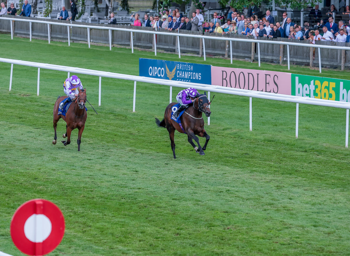 bettrends Bulletin - Ebor Excitement Builds – Weatherbys Shop